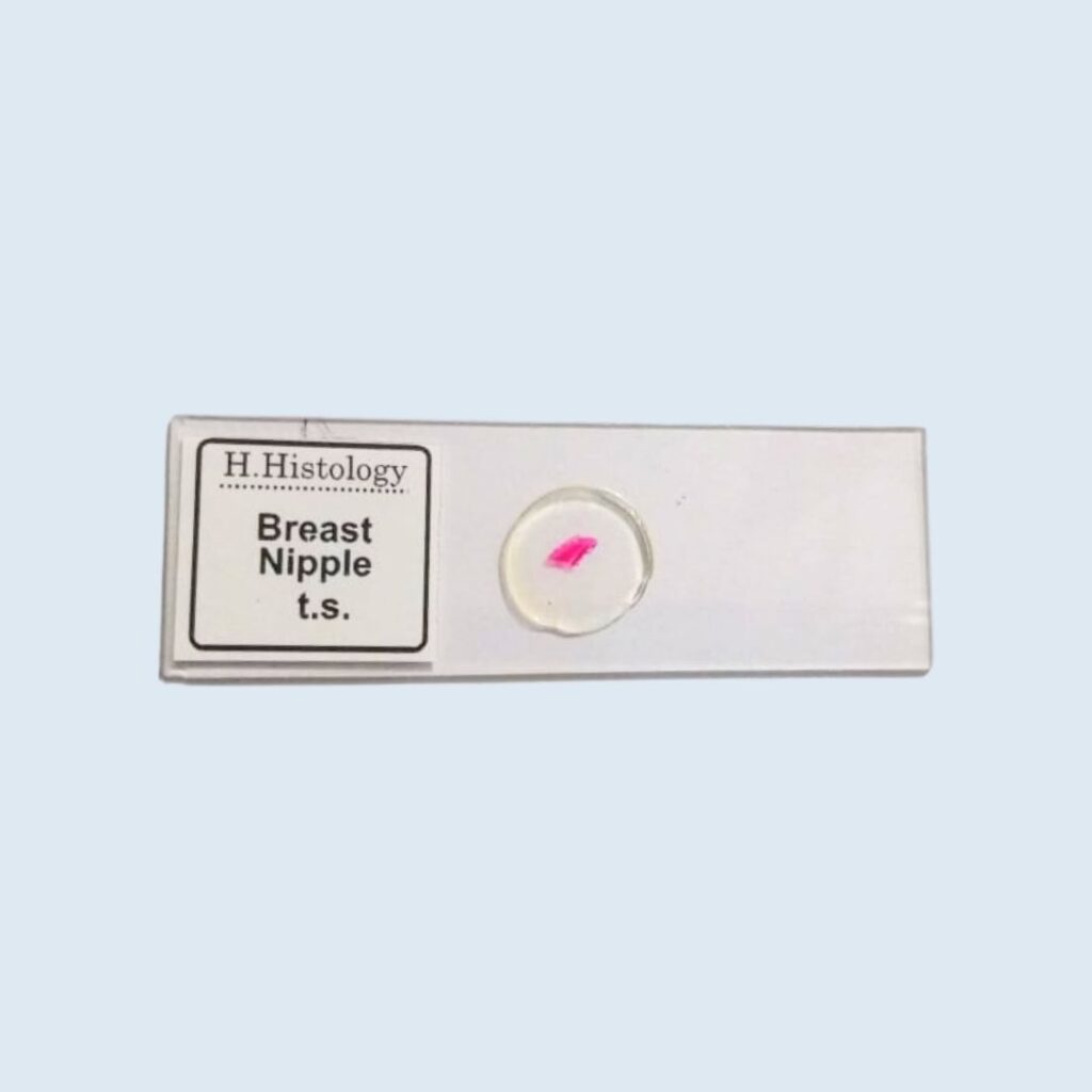 Histology - Breast - Transverse Section - Permanent Slide