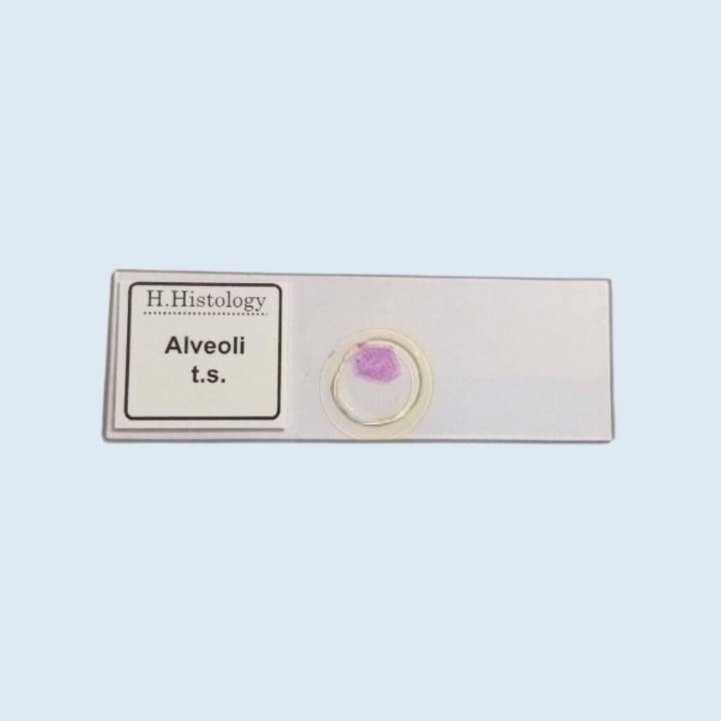 Histology - Adrenal Gland - Transverse Section - Permanent Slide