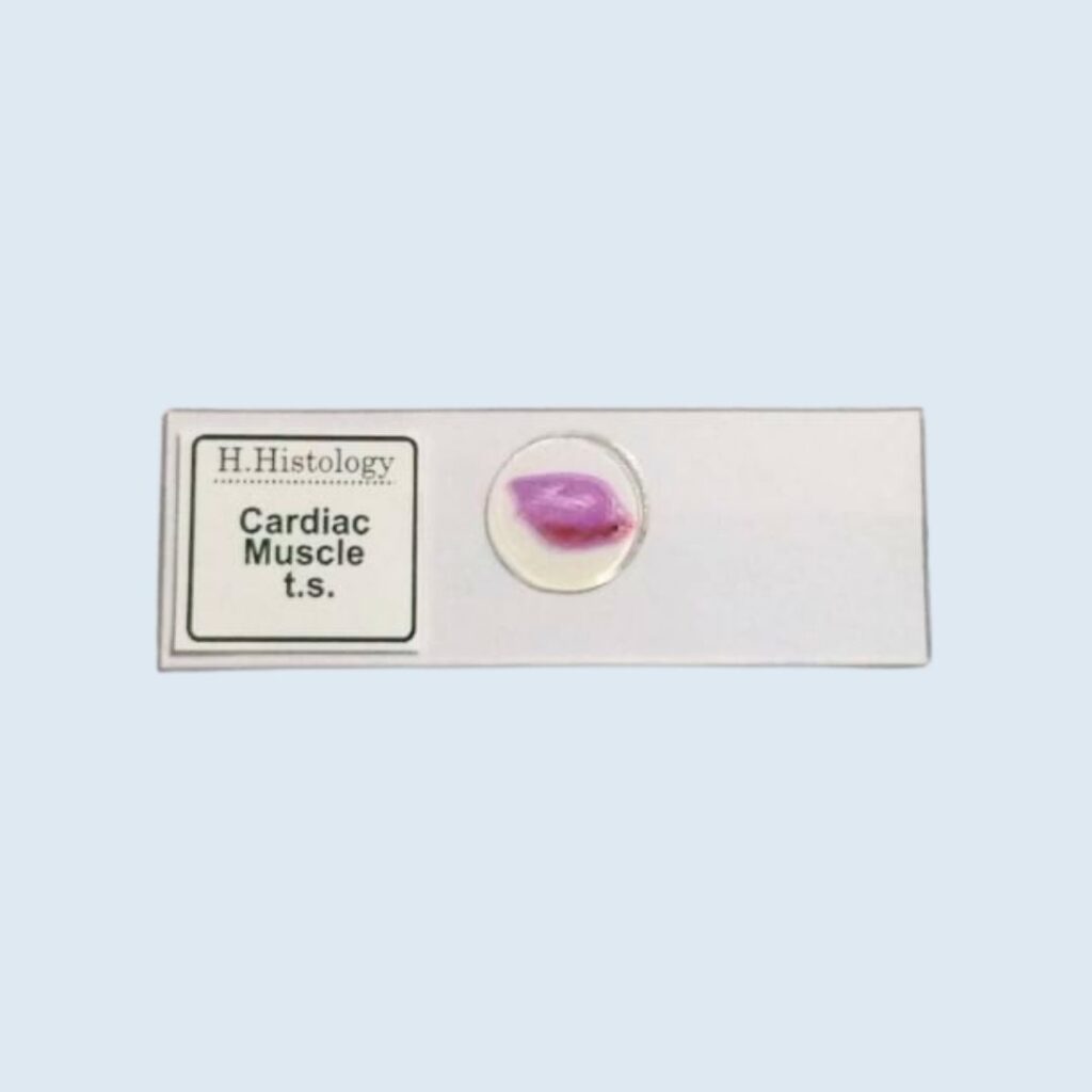 Histology - Cerebellum - Transverse Section - Permanent Slide