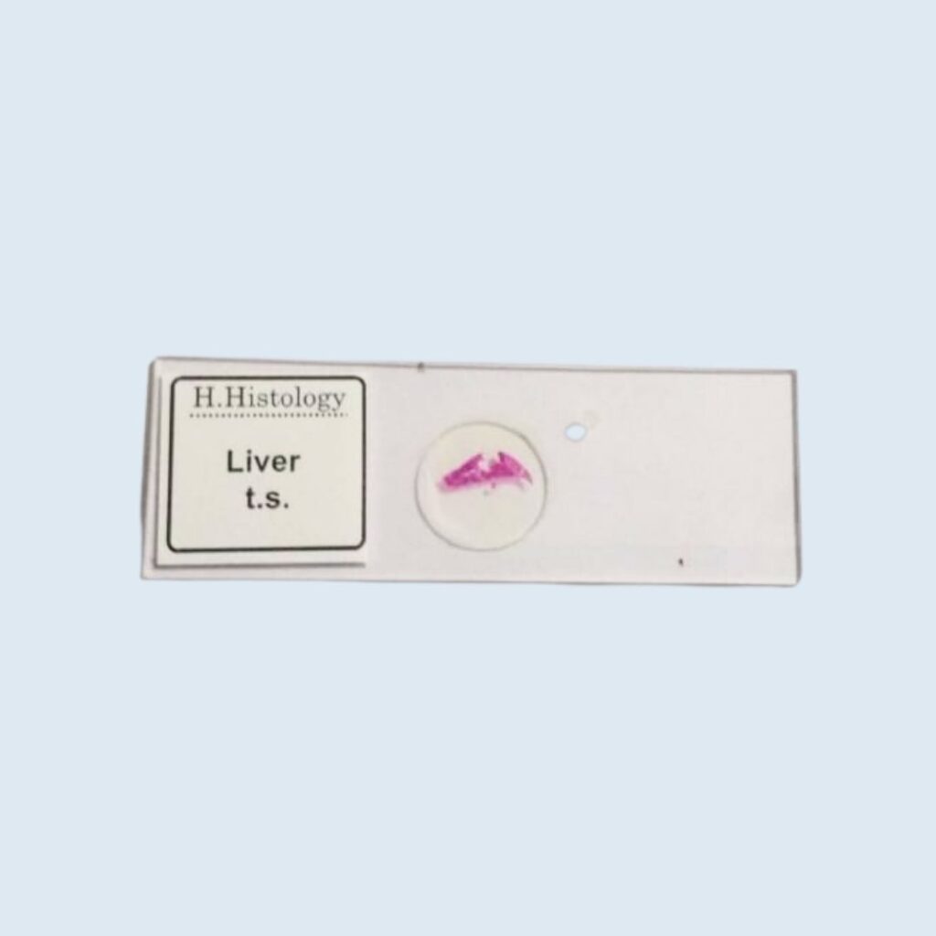 Histology - Lungs - Transverse Section - Permanent Slide