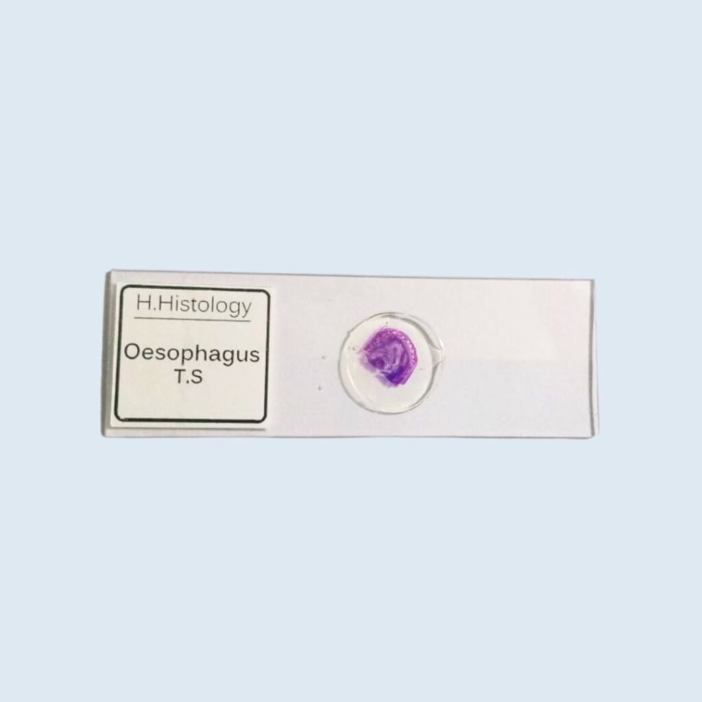 Histology - Tongue - Transverse Section - Permanent Slide