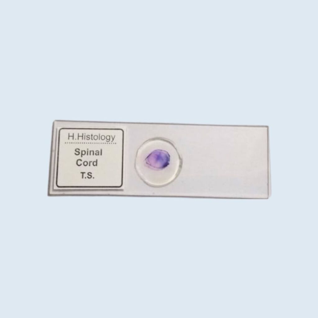 Histology - Spleen - Transverse Section - Permanent Slide