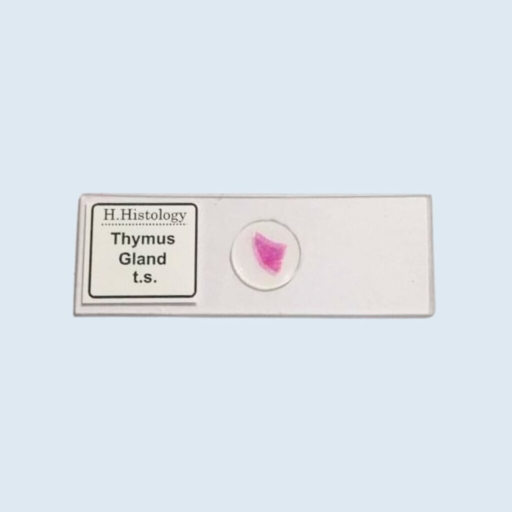 Histology - Testis - Transverse Section - Permanent Slide