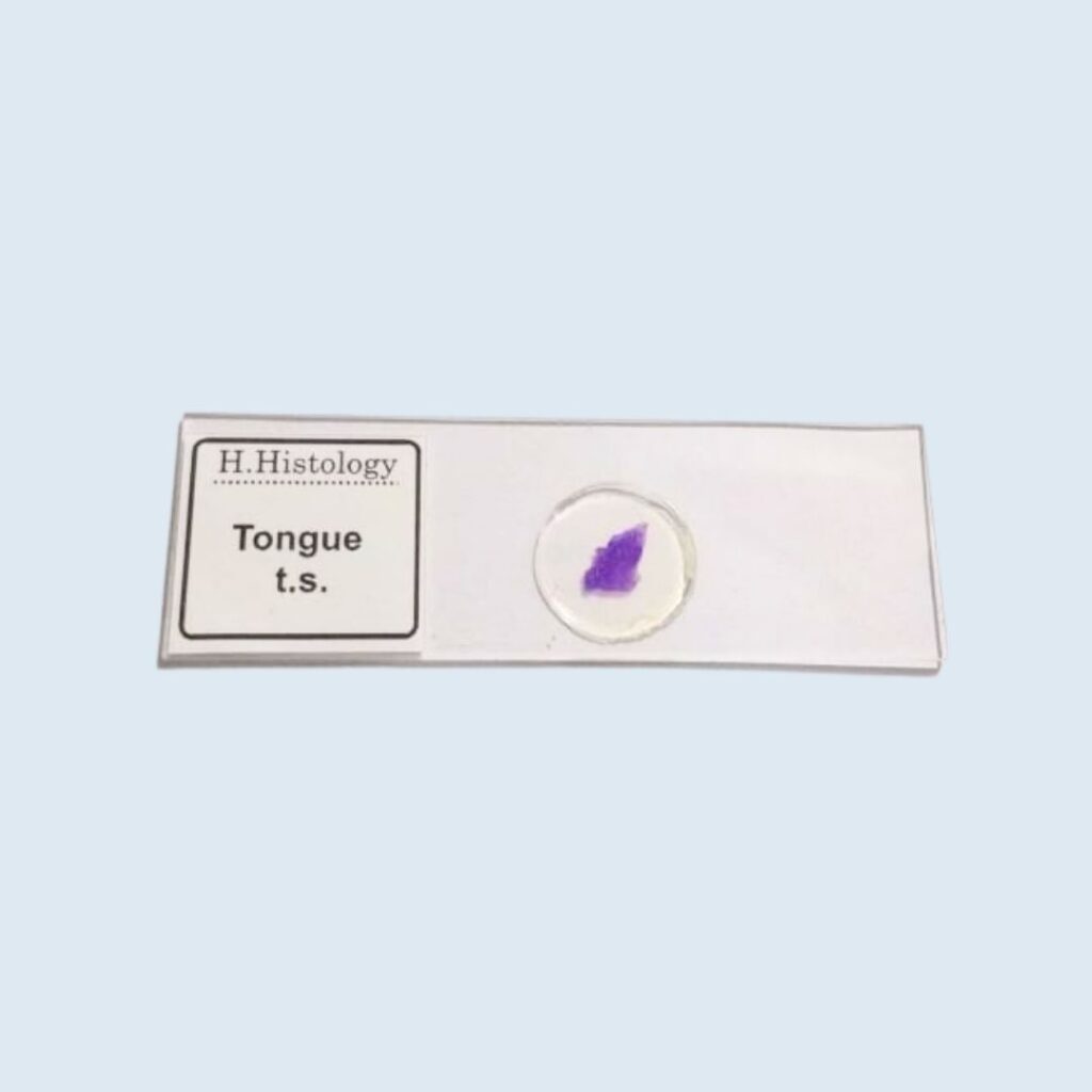 Histology - Oesophagus - Transverse Section - Permanent Slide