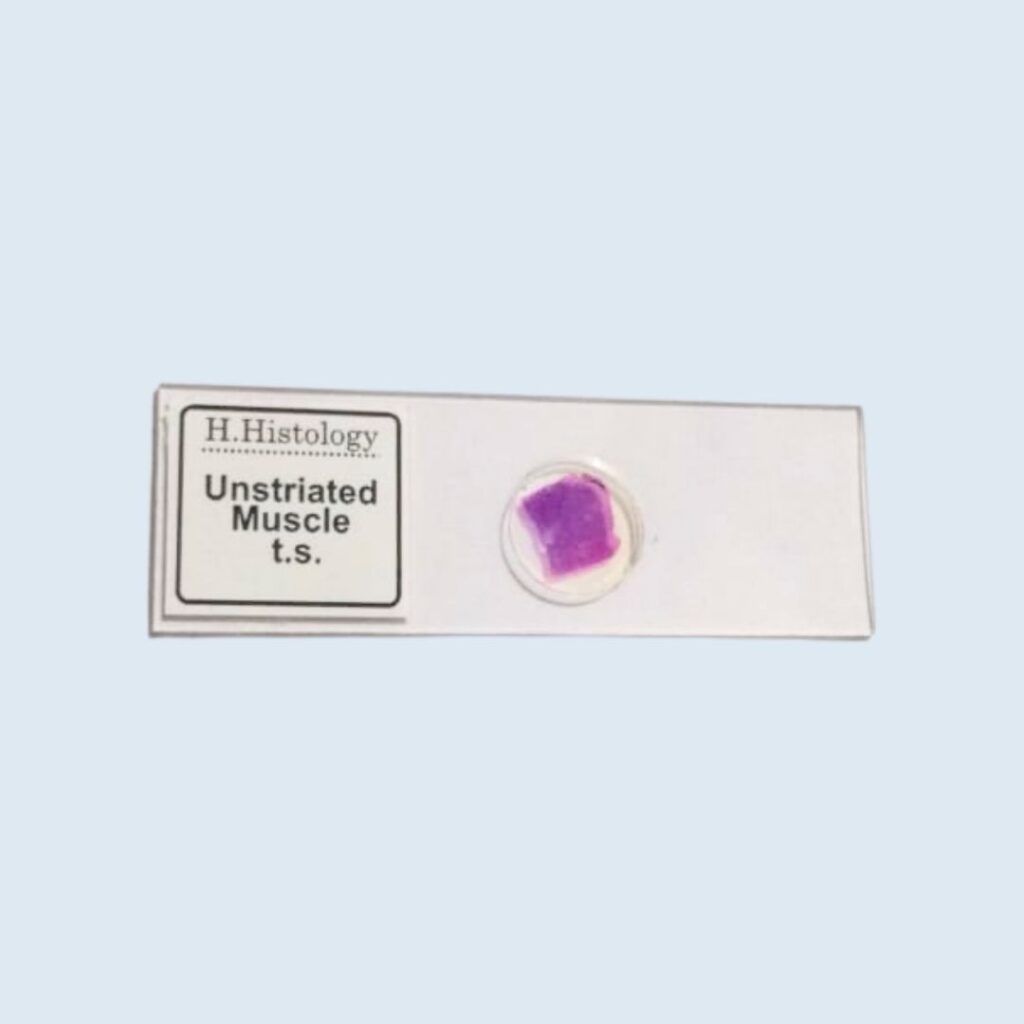 Histology - Trachea - Transverse Section - Permanent Slide